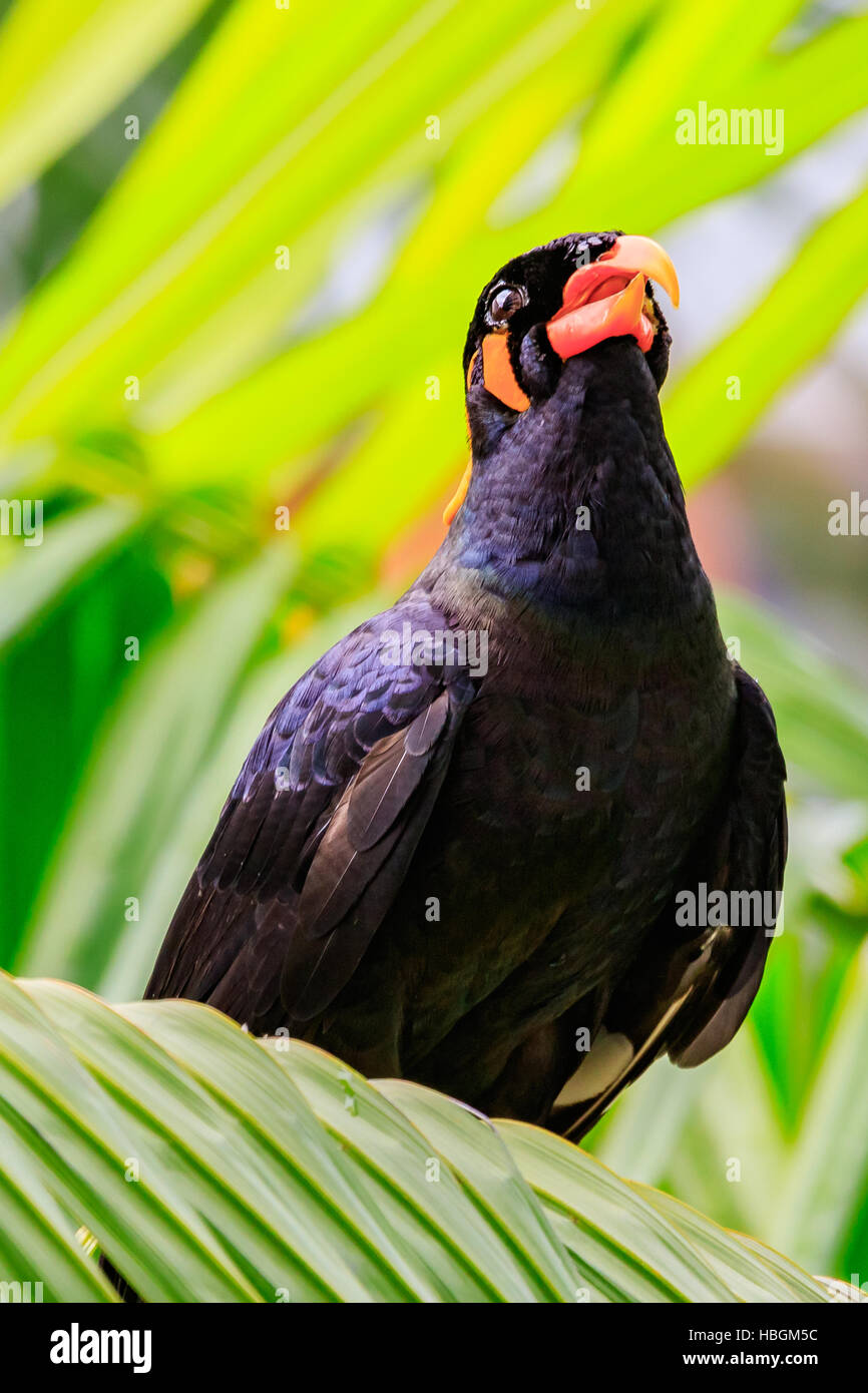 Mynah birds hi-res stock photography and images - Alamy