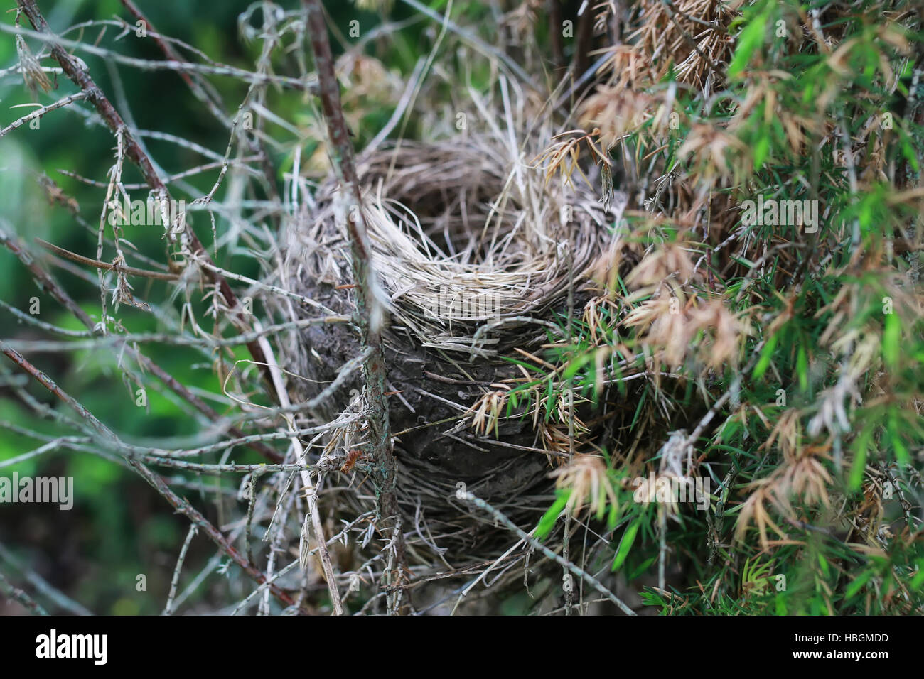 bird nest in nature Stock Photo - Alamy