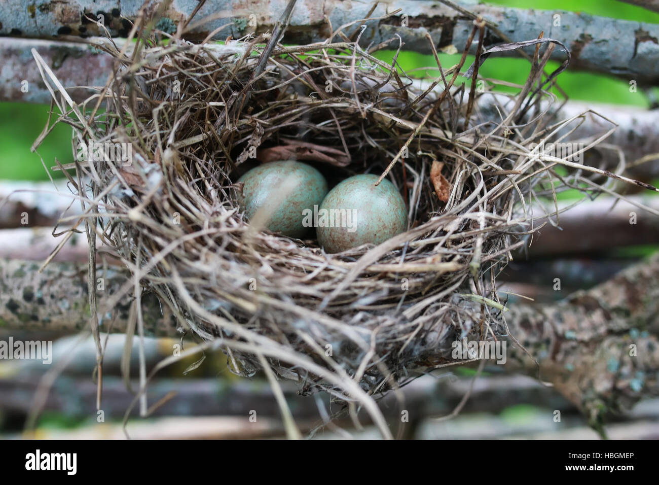 bird nest in nature Stock Photo - Alamy