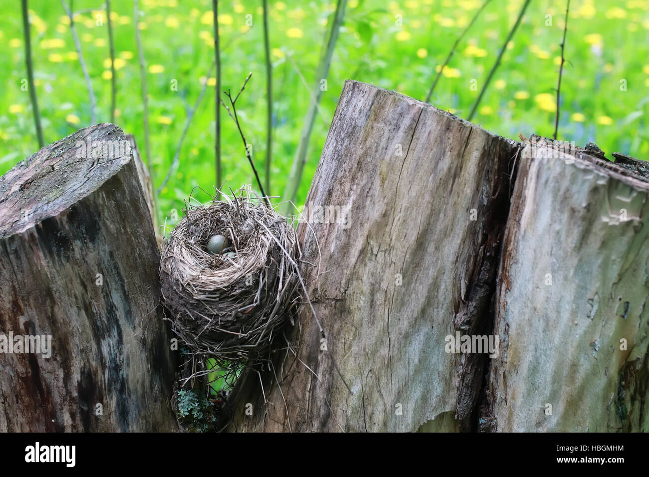 bird nest in nature Stock Photo - Alamy