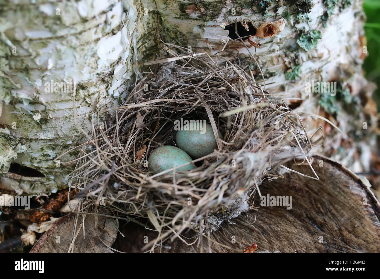 bird nest in nature Stock Photo - Alamy