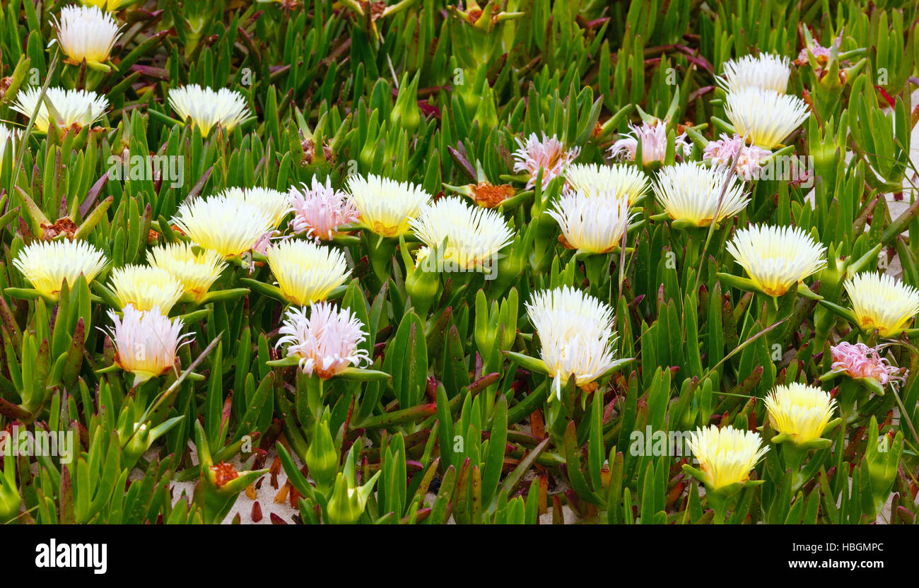White flowers on sand (Carpobrotus) closeup Stock Photo - Alamy