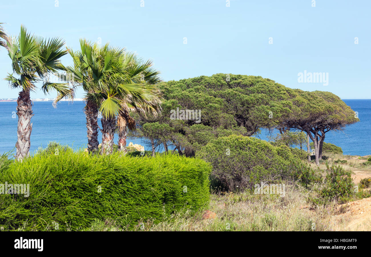 Palm trees on ocean shore Stock Photo - Alamy