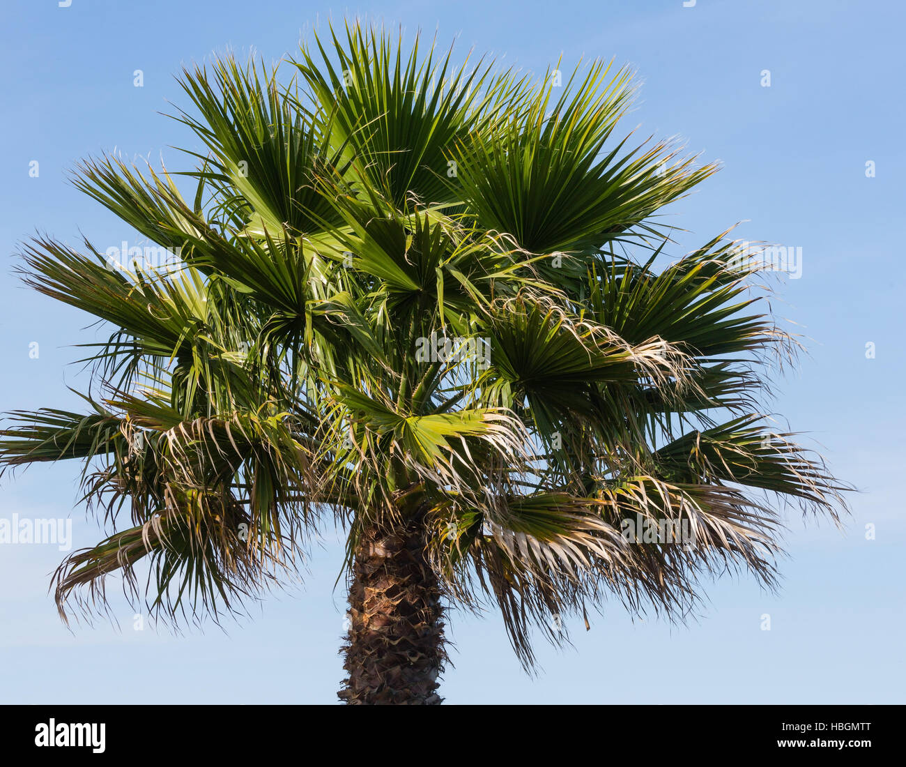 Palm tree on blue sky background Stock Photo - Alamy