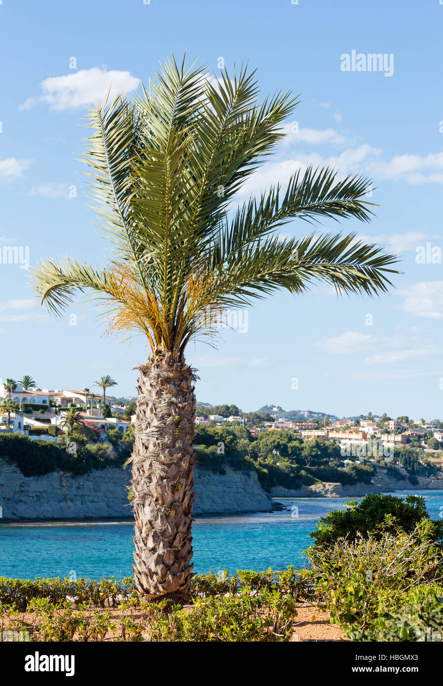 Palm tree on ocean shore Stock Photo - Alamy