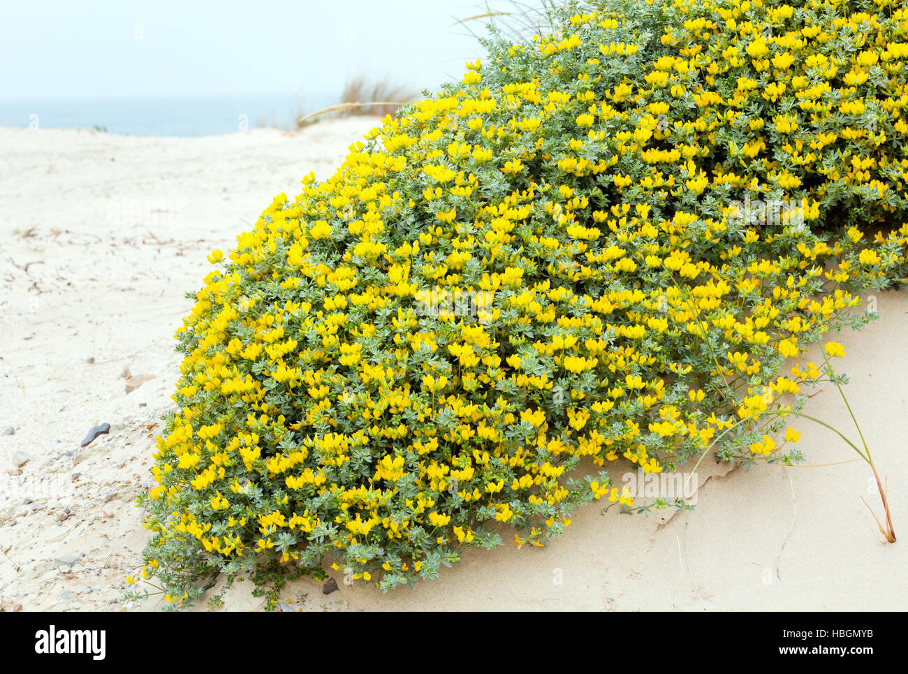 Flowering plant Lotus creticus on beach Stock Photo - Alamy