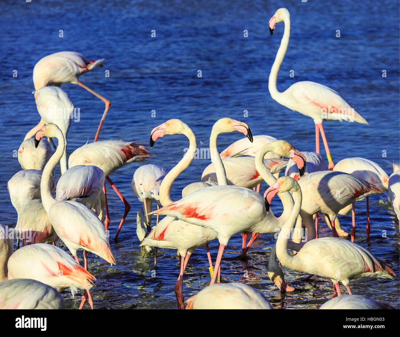 Pack of pink flamingos Stock Photo - Alamy