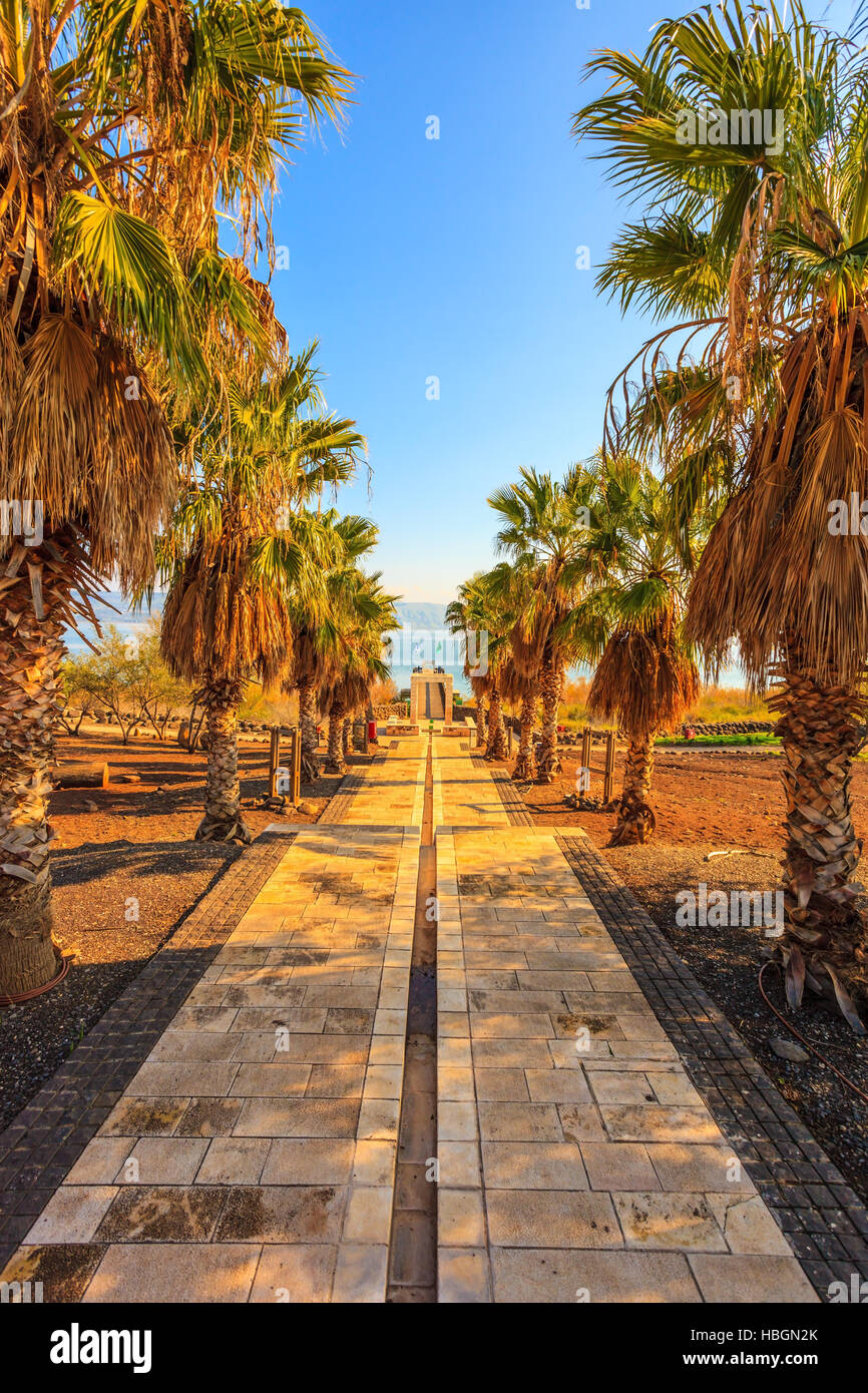 Alley palm trees hi-res stock photography and images - Alamy