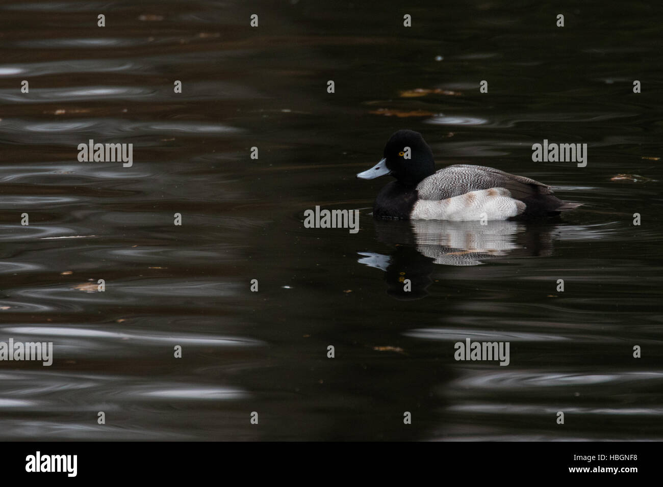 Lesser Scaup male Stock Photo - Alamy