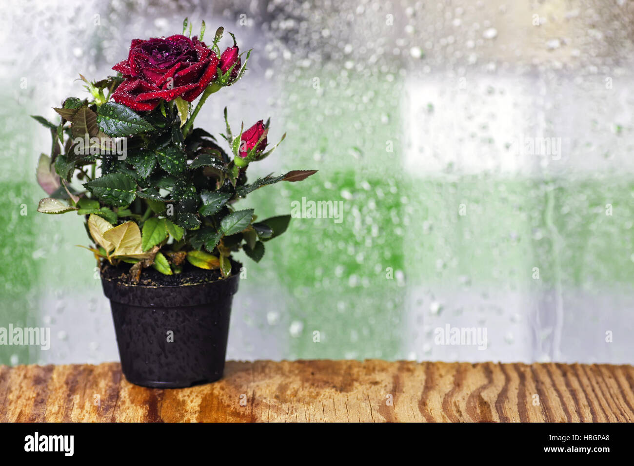 rose drop pot macro Stock Photo - Alamy