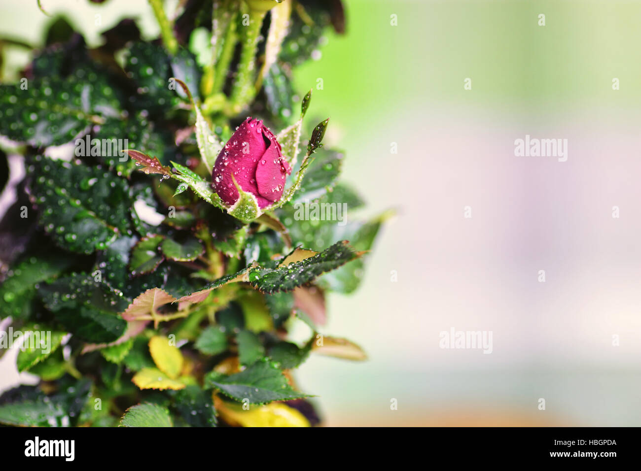 rose fresh pot macro Stock Photo - Alamy