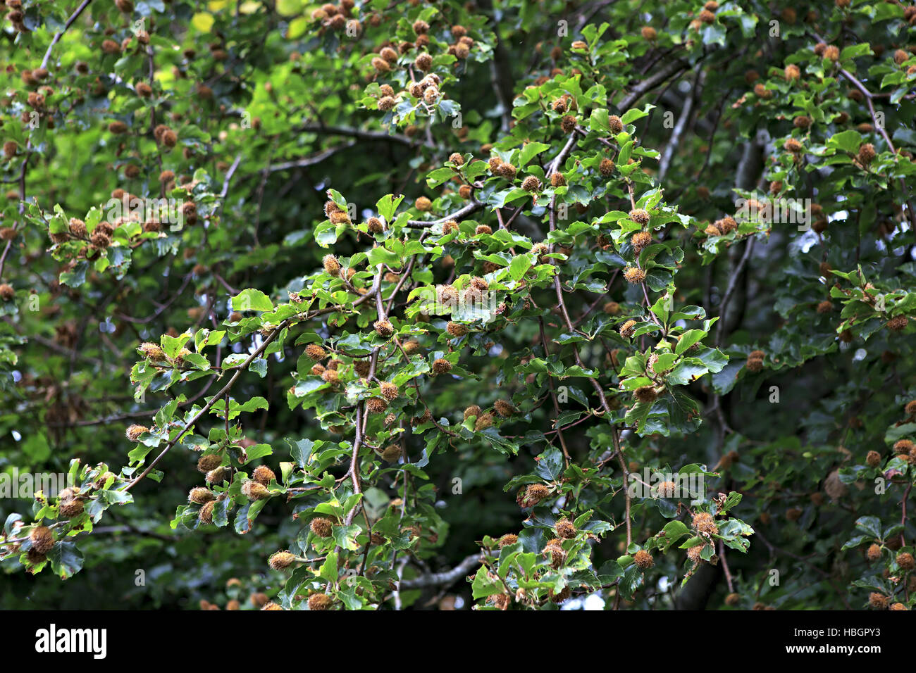 Fagus sylvatica or European beech Stock Photo - Alamy