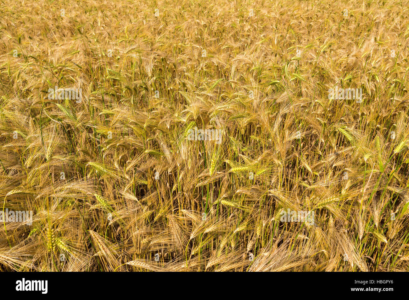 Field with harvest rye Stock Photo - Alamy
