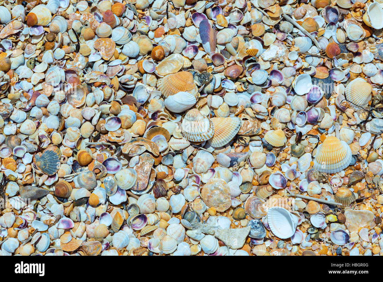 Shell beaches on the Black Sea coast Stock Photo - Alamy