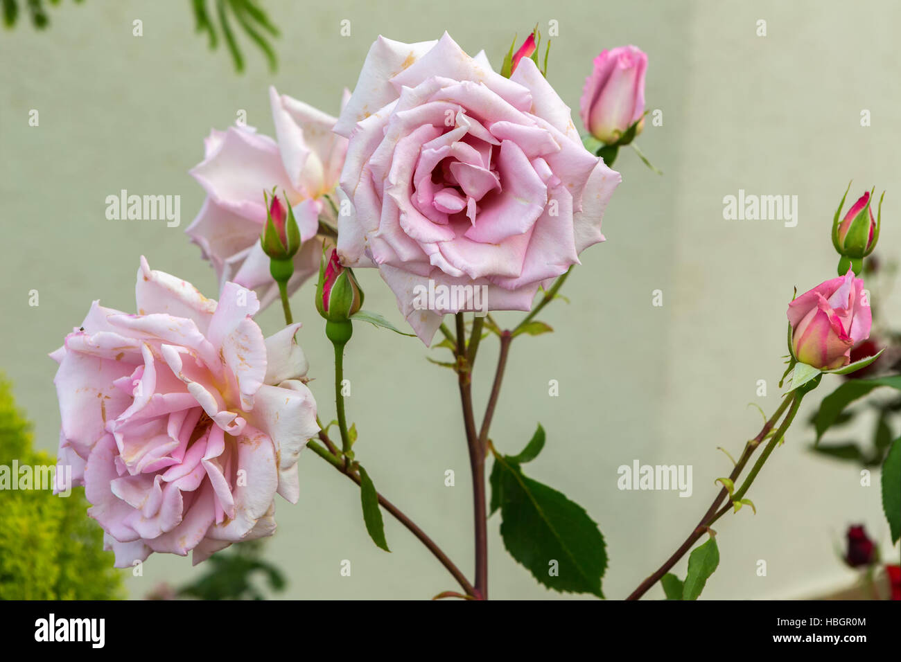 Beautiful pink rose bush Stock Photo - Alamy