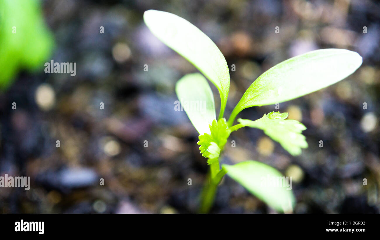 small coriander plant Stock Photo - Alamy