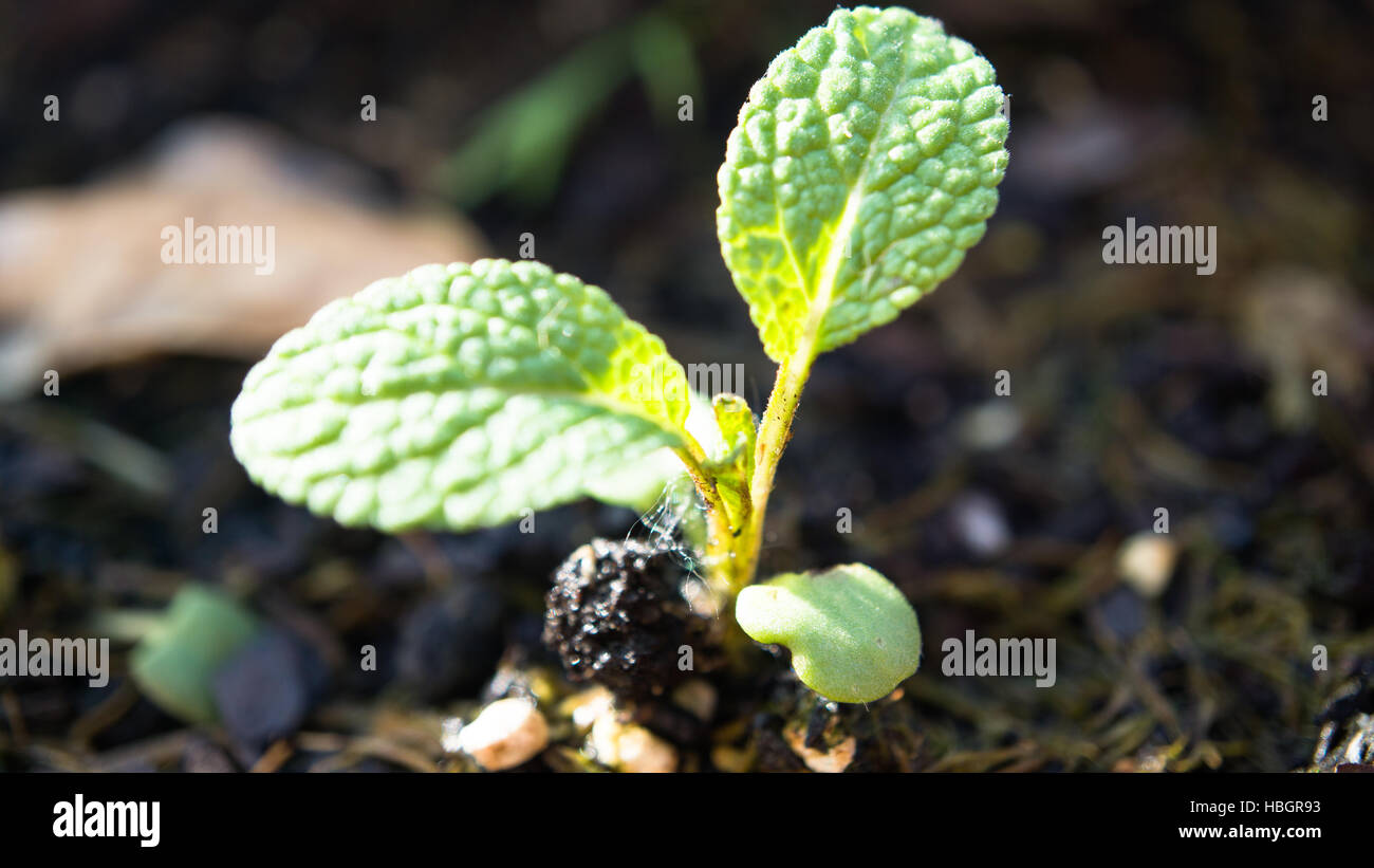 small sage plant Stock Photo - Alamy