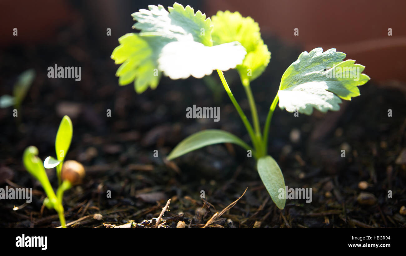 small coriander plant Stock Photo - Alamy