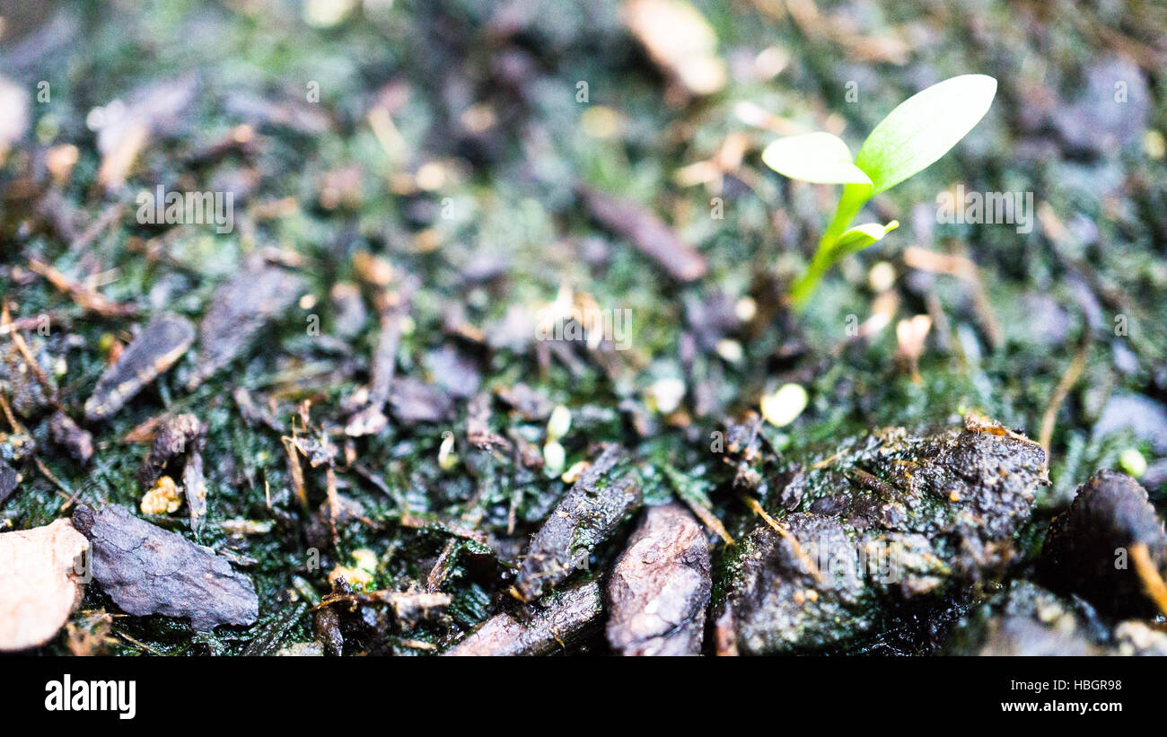 small coriander plant Stock Photo - Alamy