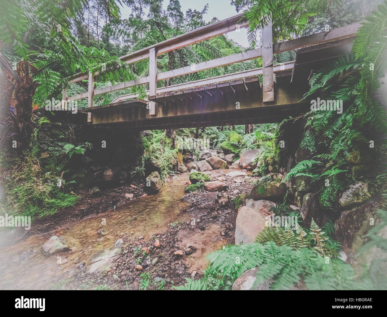 Bridge in the tropical forest Stock Photo - Alamy