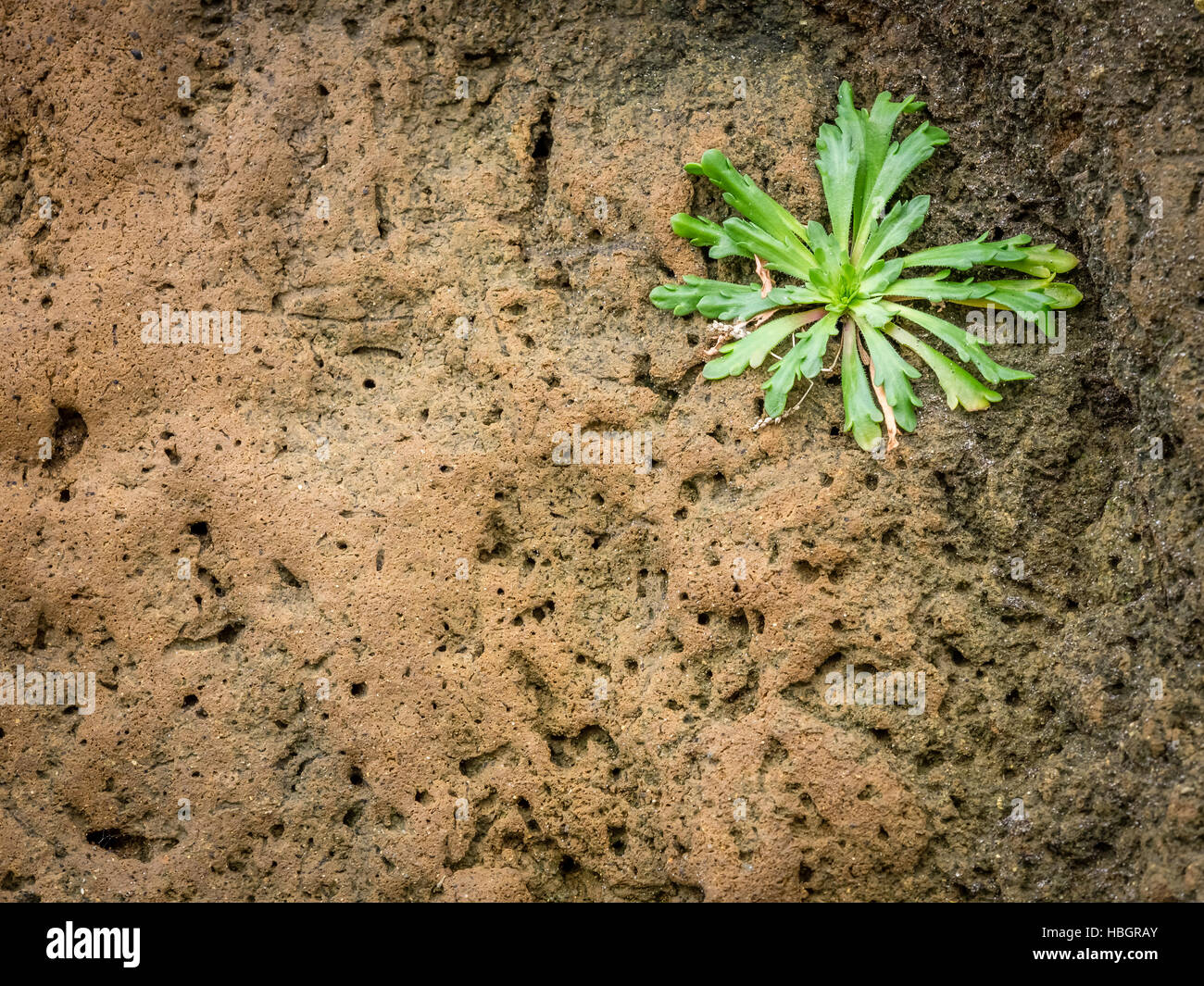 Azorean coast hi-res stock photography and images - Alamy