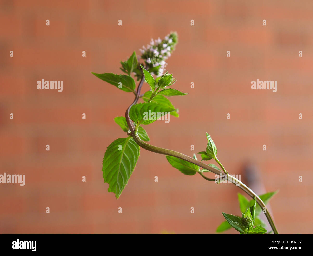 Peppermint (Mentha piperita) plant Stock Photo - Alamy