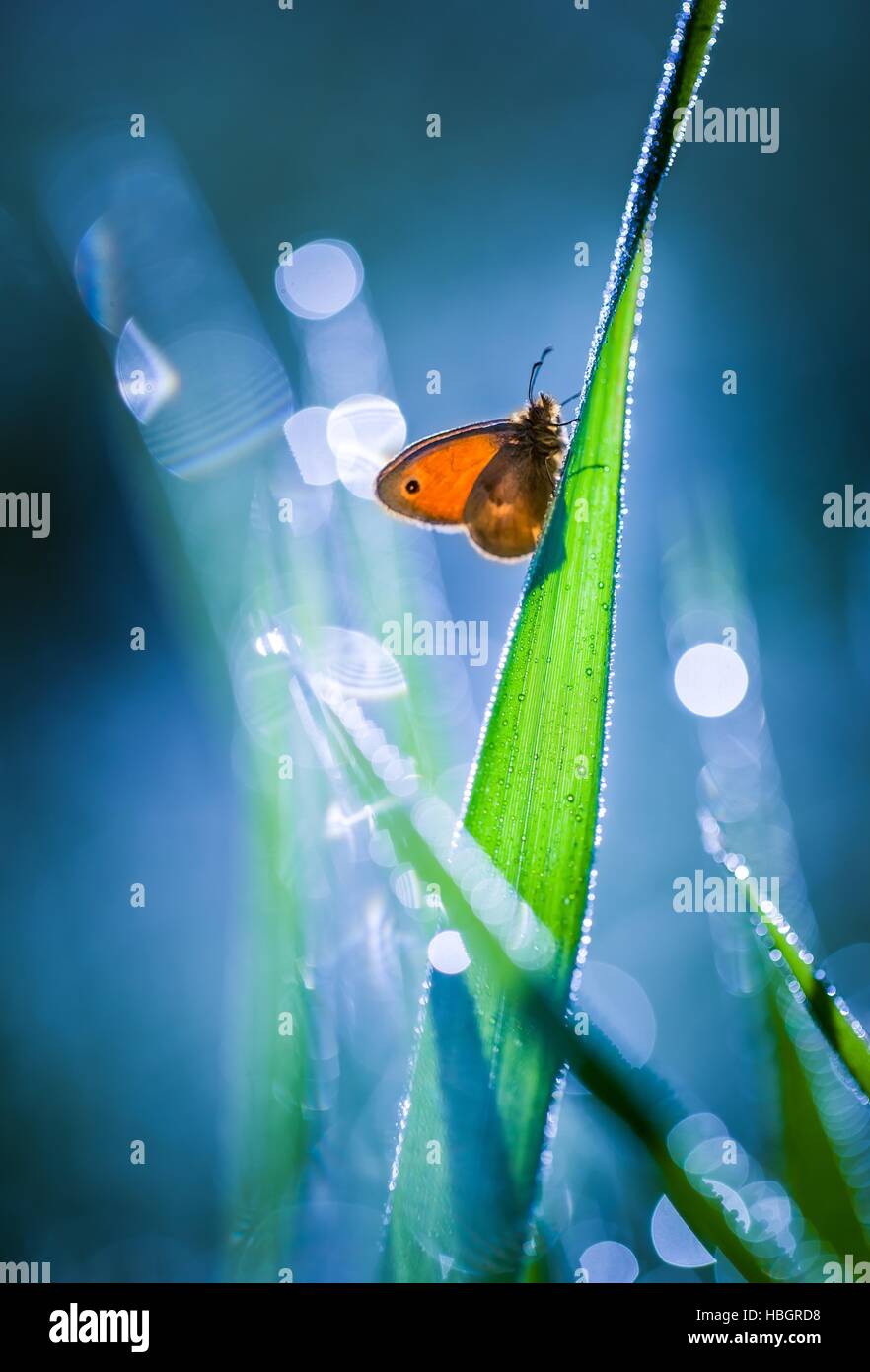 Butterly pattern hi-res stock photography and images - Alamy