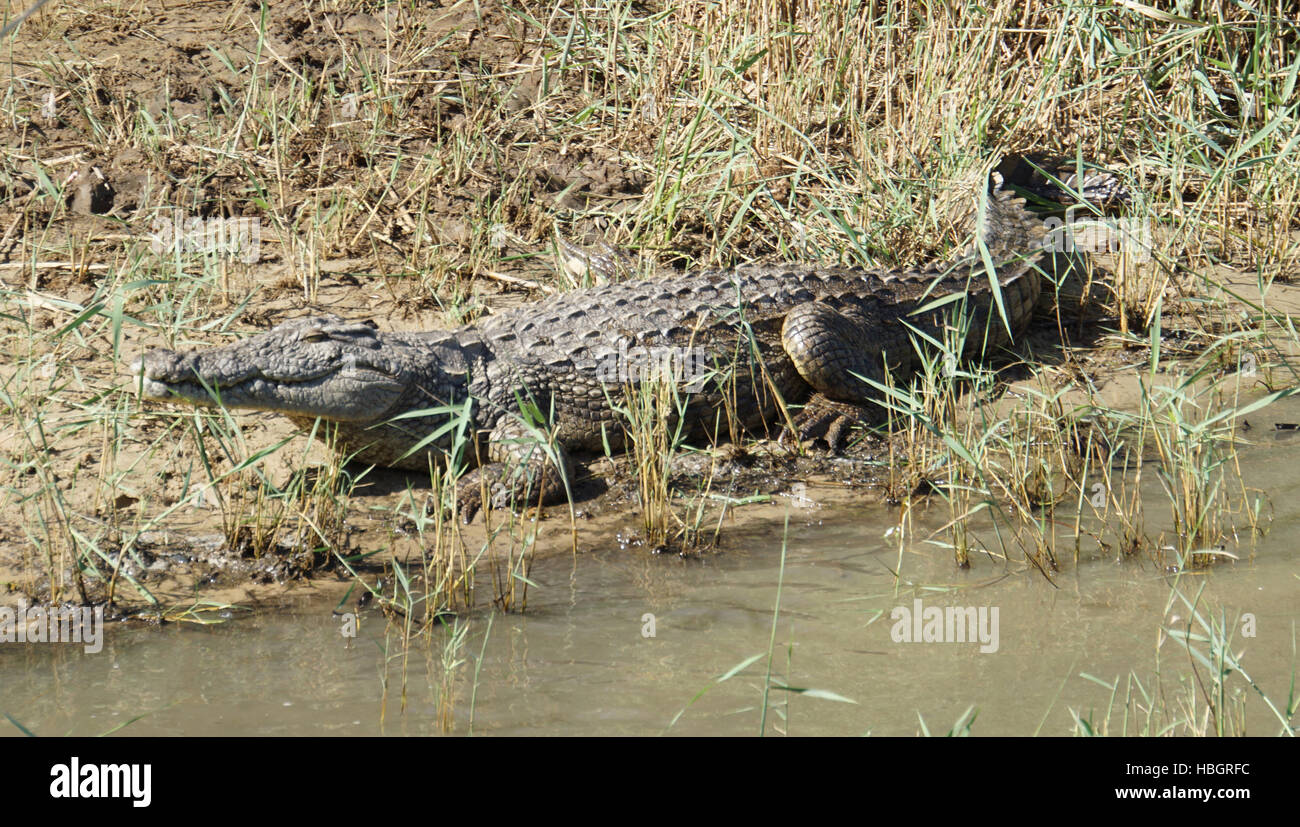 Krokodil sonnenbaden hi-res stock photography and images - Alamy