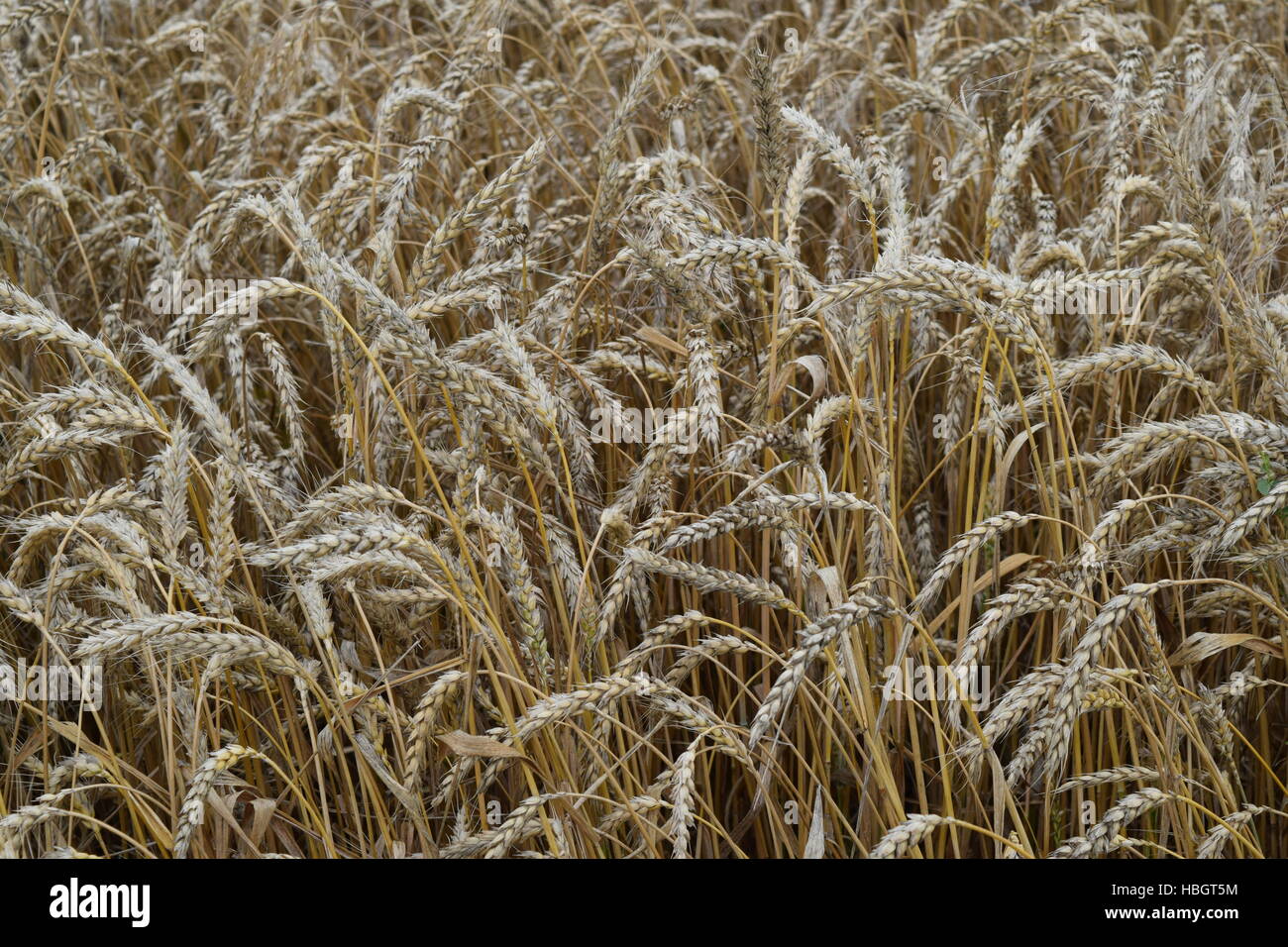 field of wheat Stock Photo - Alamy