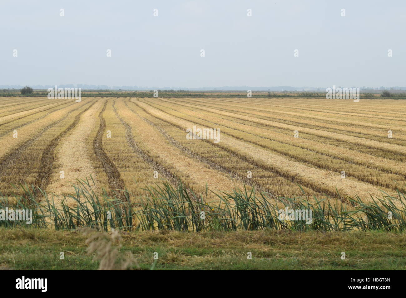 White rice field hi-res stock photography and images - Alamy