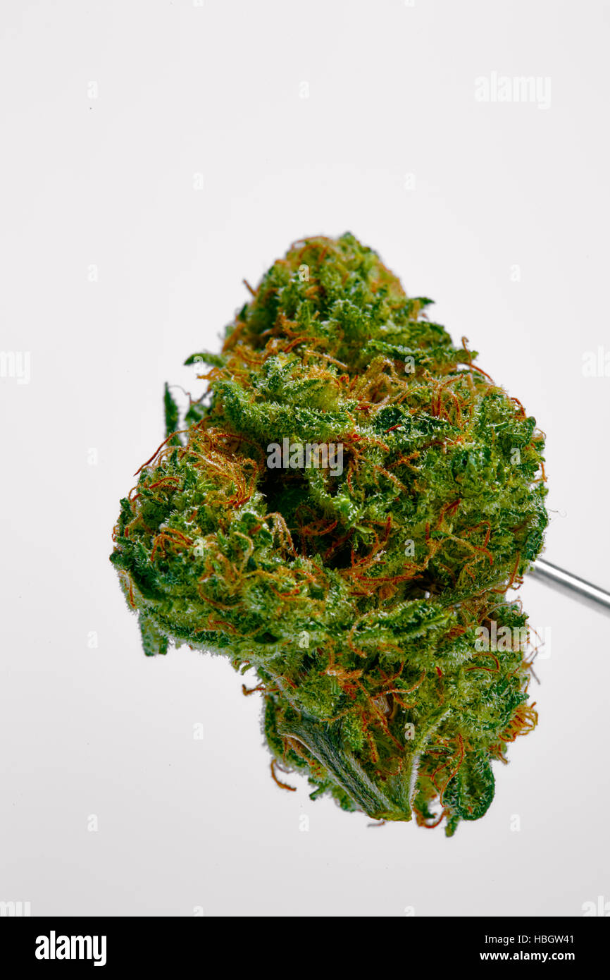 Close up of medicinal marijuana bud(s) on either white or black ...