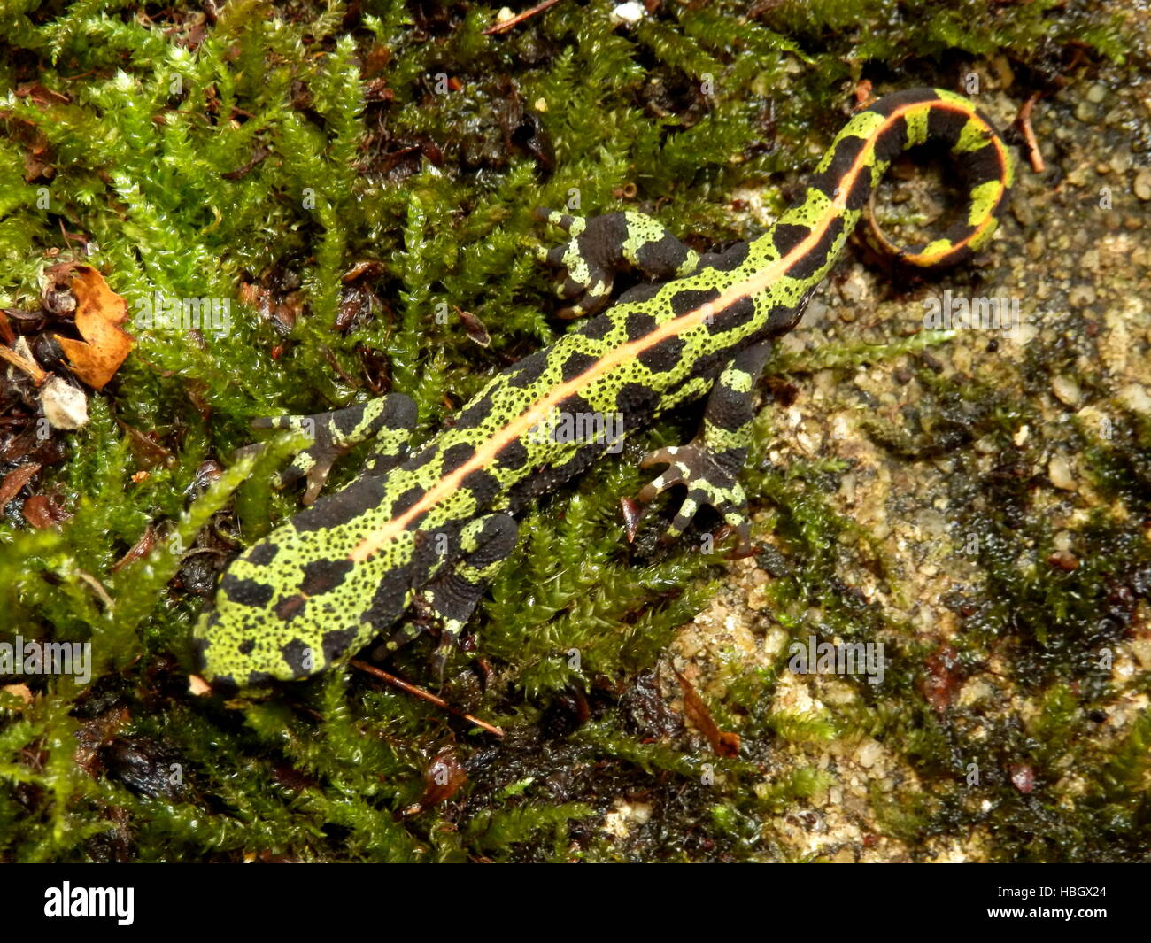 Marbled newt hi-res stock photography and images - Alamy
