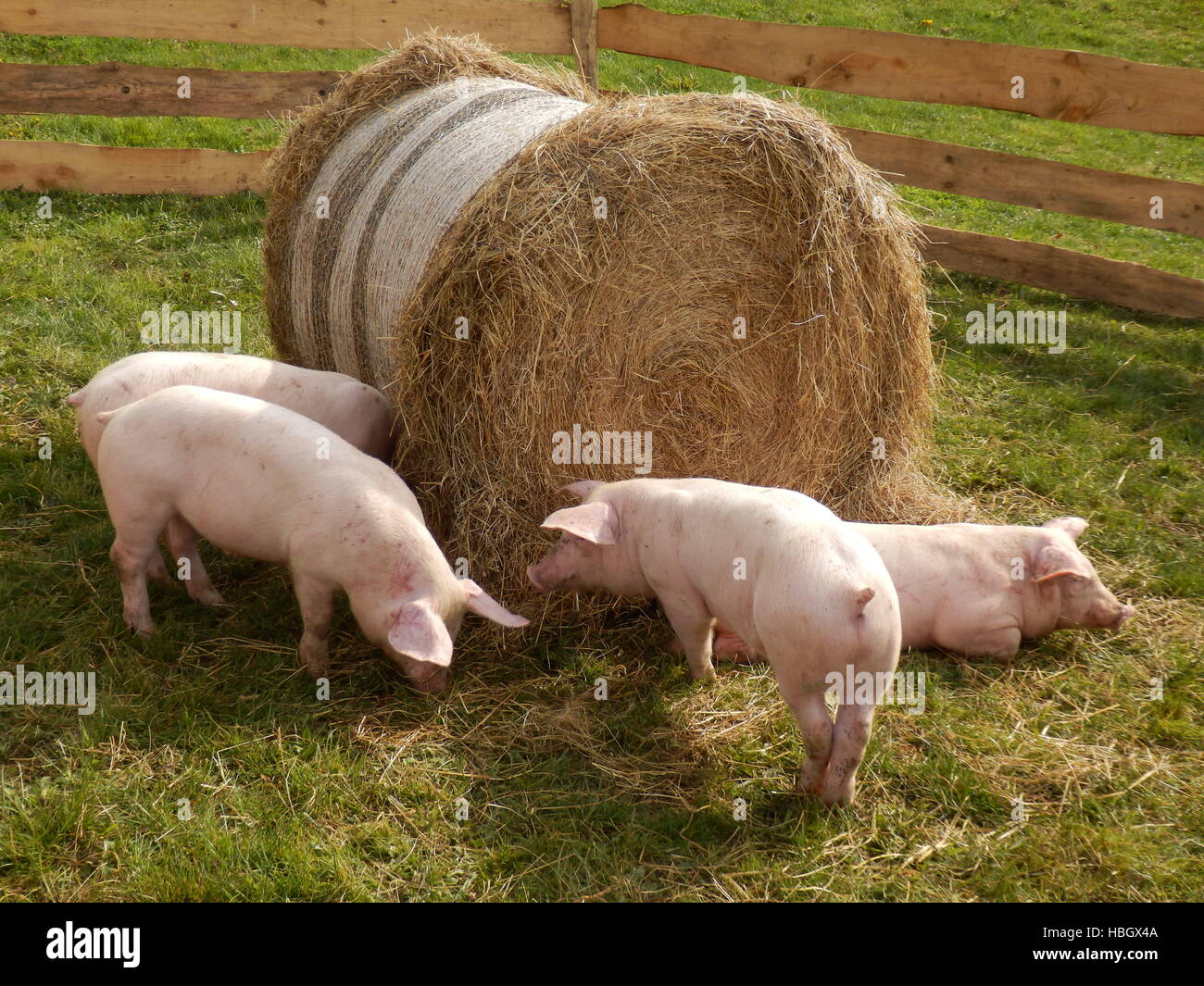 Piglets Feeding High Resolution Stock Photography and Images - Alamy