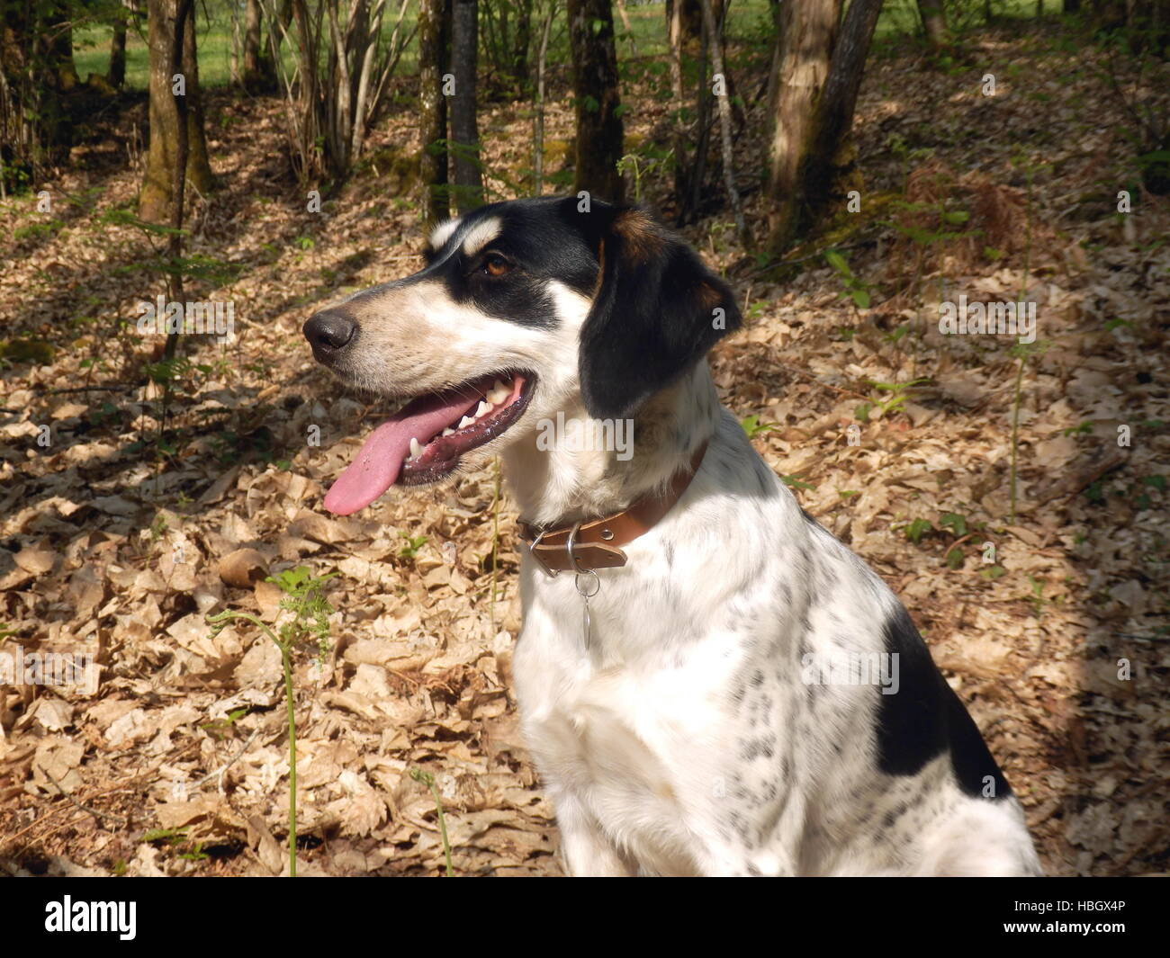 Happy dog walking tongue hi-res stock photography and images - Alamy