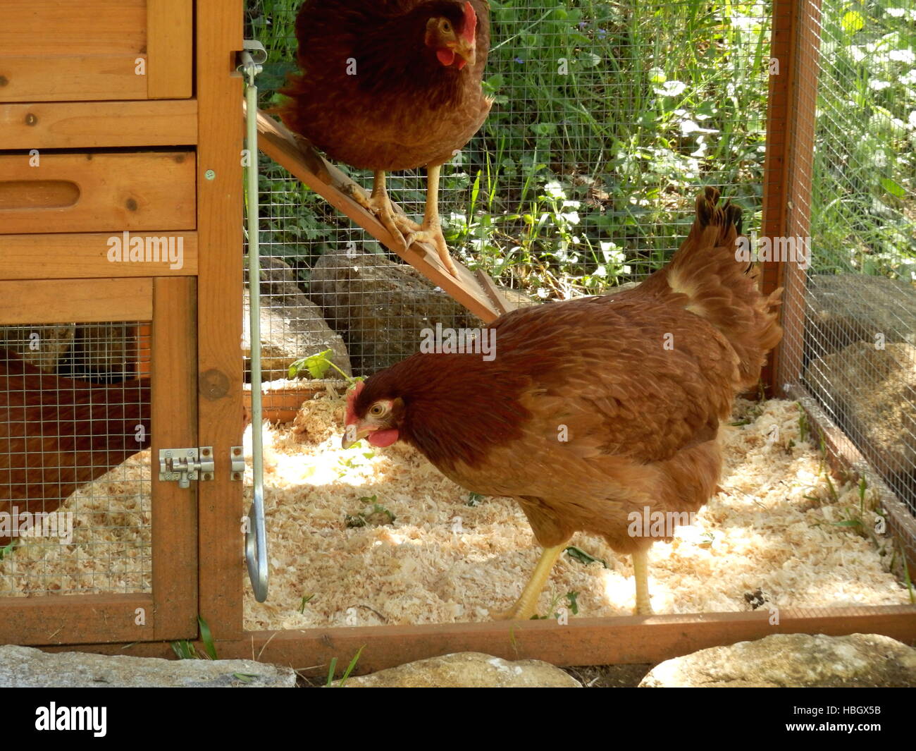 Chickens free range hi-res stock photography and images - Alamy