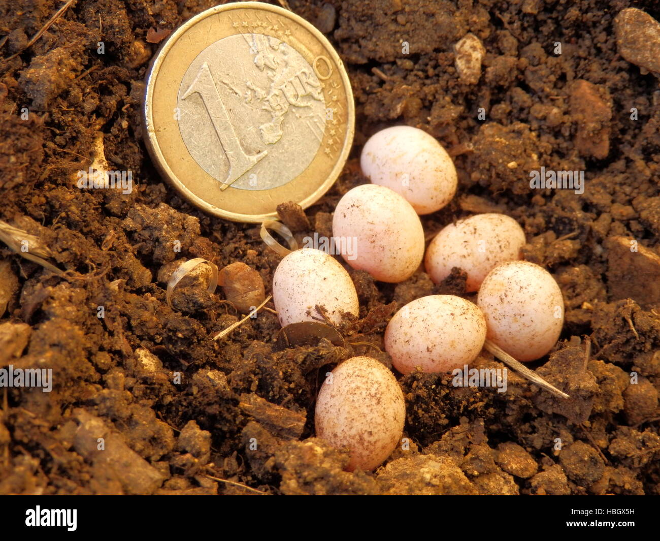 Snake eggs hi-res stock photography and images - Alamy