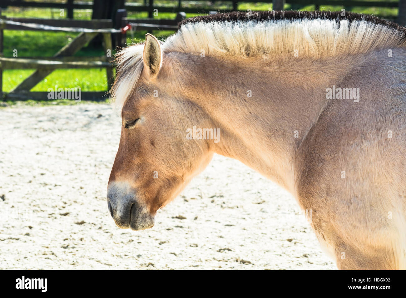 Palomino Shetland Pony High Resolution Stock Photography and Images - Alamy
