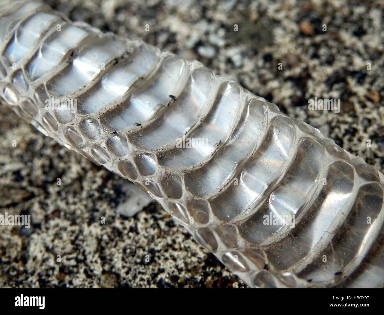 Transparent snake hi-res stock photography and images - Alamy