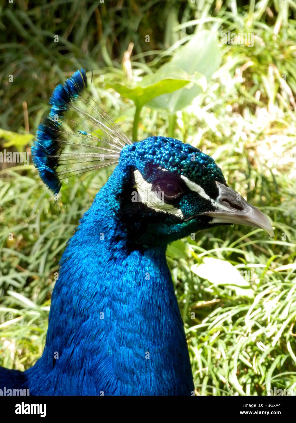 Peacock blue texture hi-res stock photography and images - Alamy
