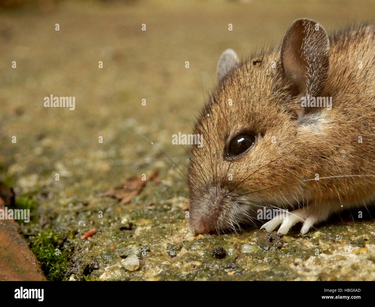 Little wood mouse hi-res stock photography and images - Alamy