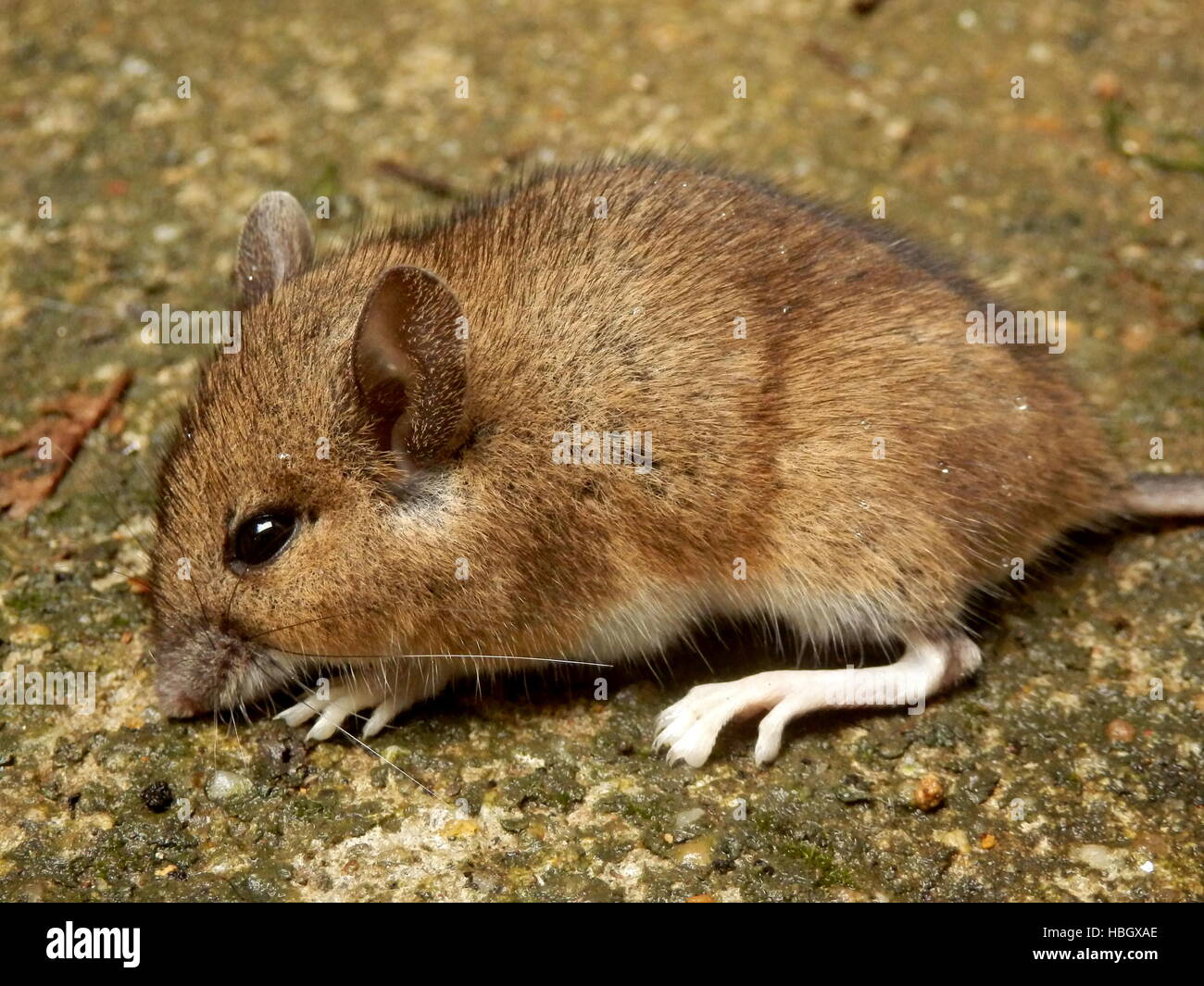 Wood mouse wood hi-res stock photography and images - Alamy