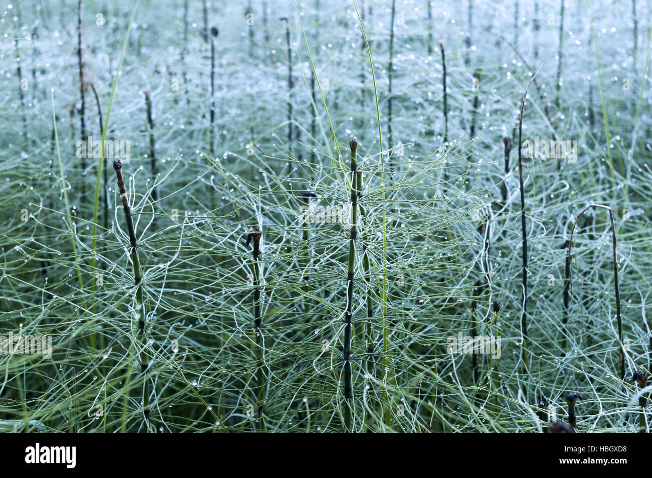 Twilight dew hi-res stock photography and images - Alamy