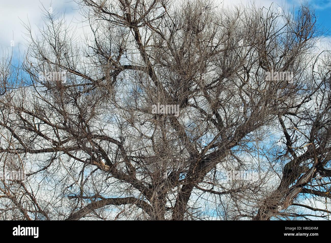 thaw snow lanscape tree Stock Photo - Alamy