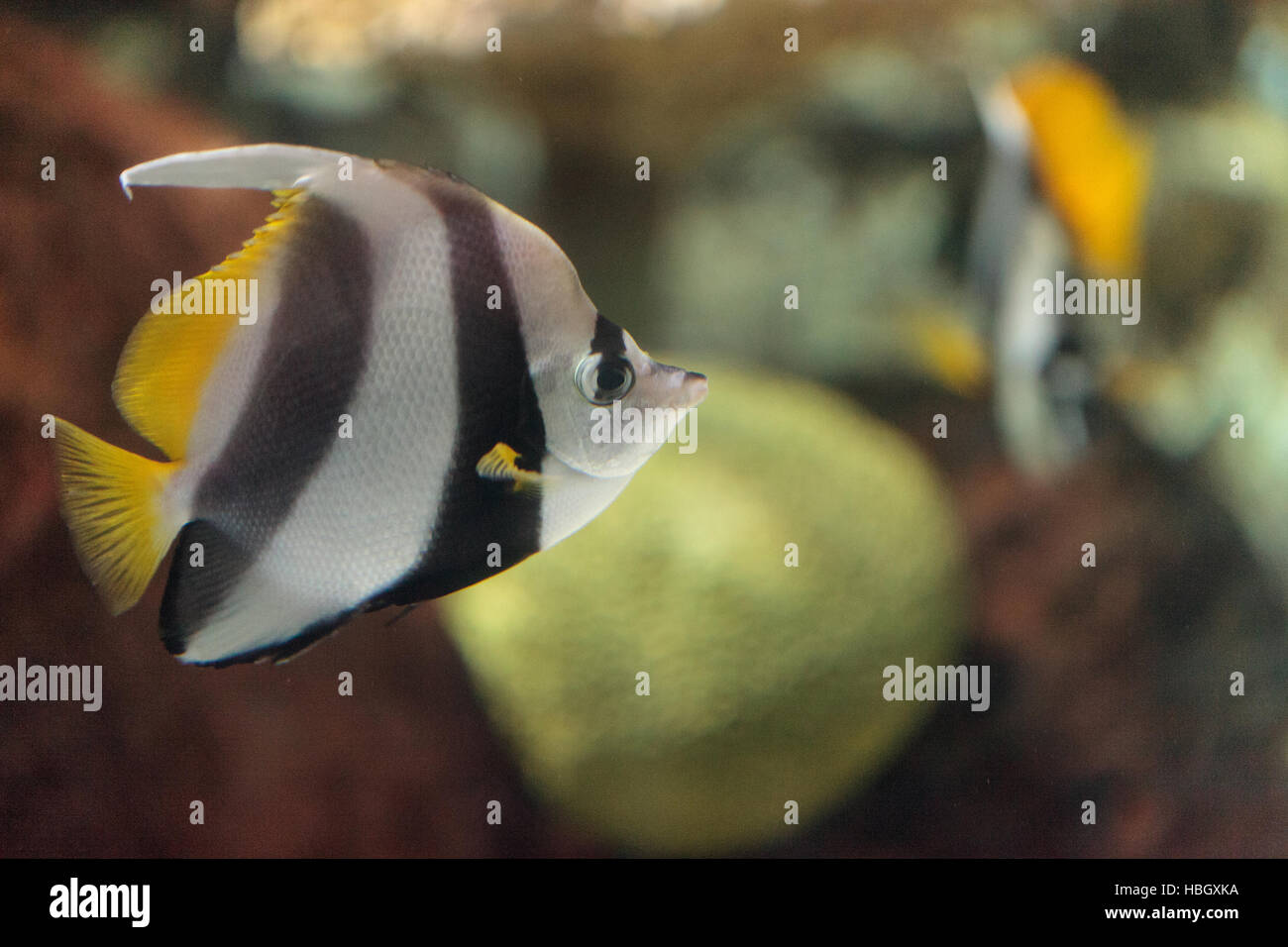 Butterfly Fish Black And White