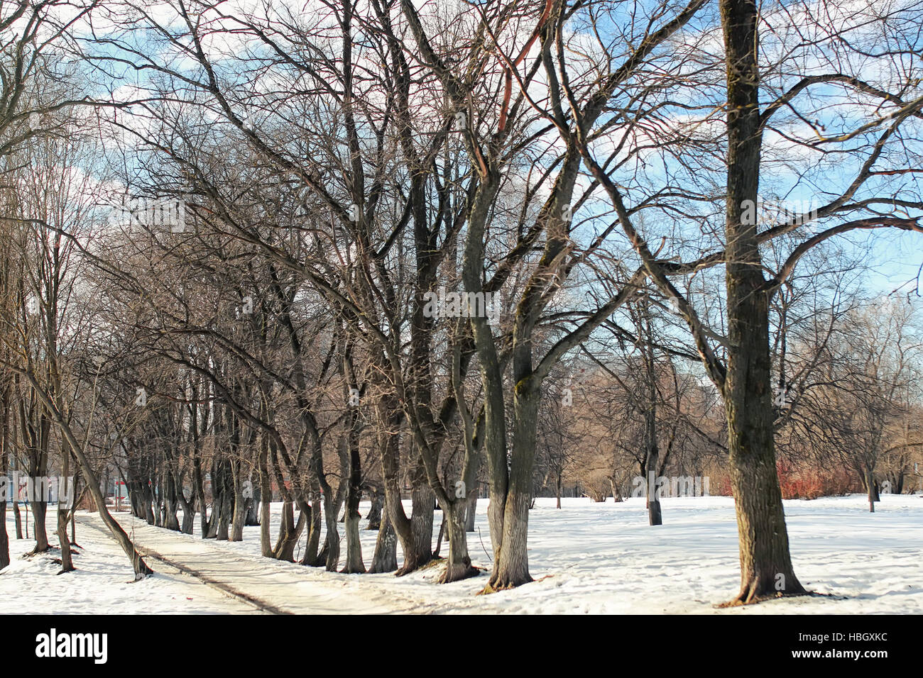 thaw snow lanscape tree Stock Photo - Alamy