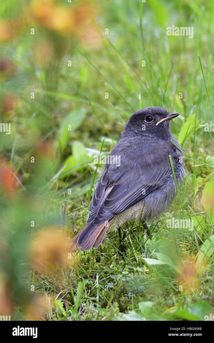 Young Black Redstart Stock Photo - Alamy