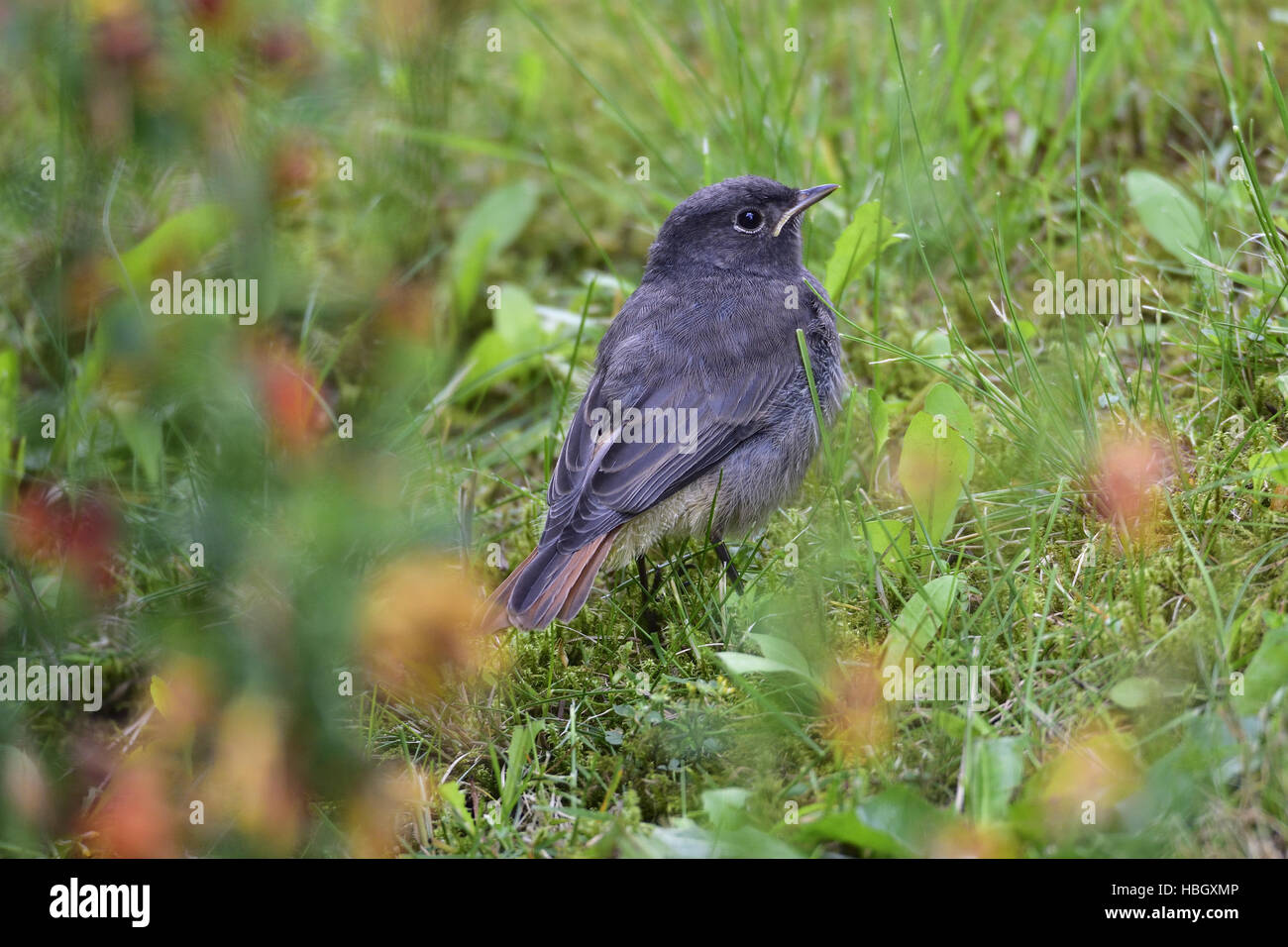Breeding redstart hi-res stock photography and images - Alamy