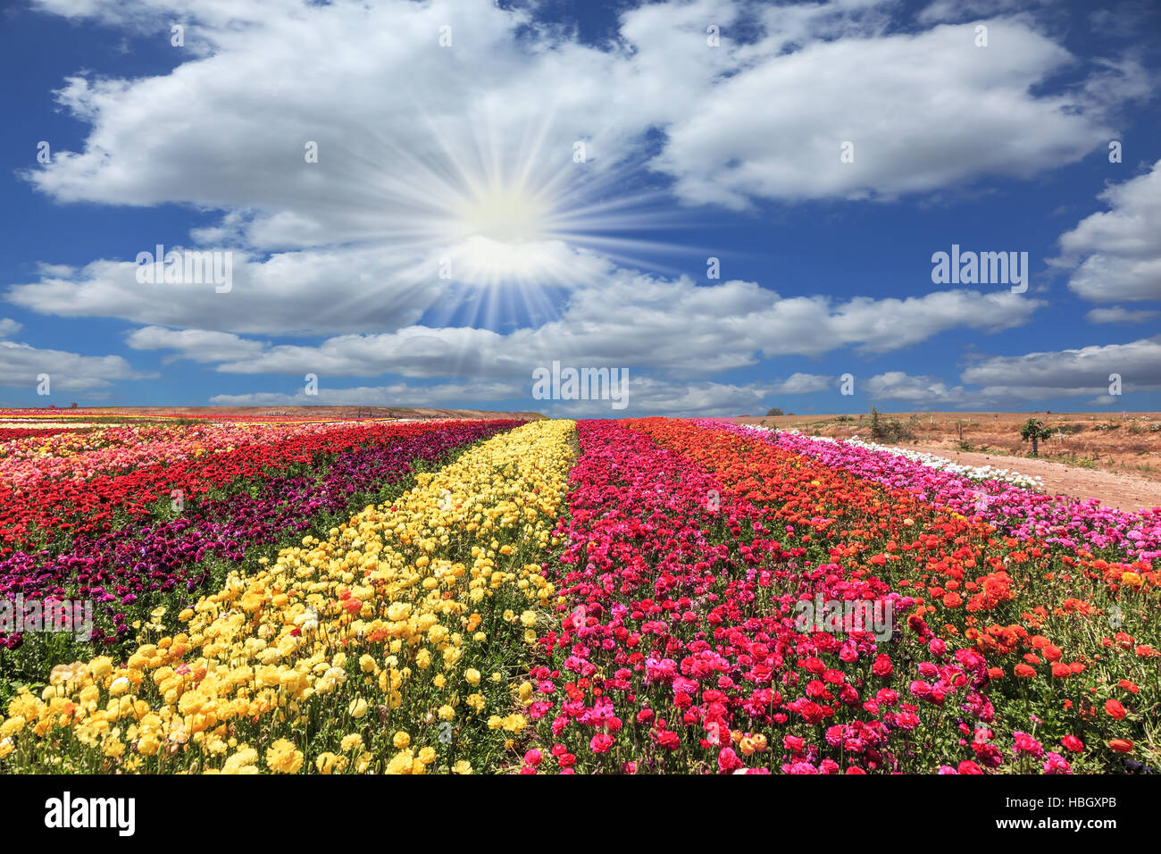 Field of Ranunculus Stock Photo - Alamy