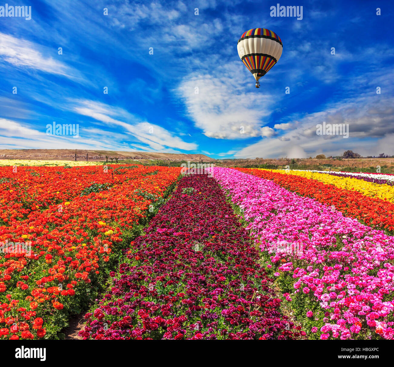 Field of blooming ranunculus Stock Photo - Alamy