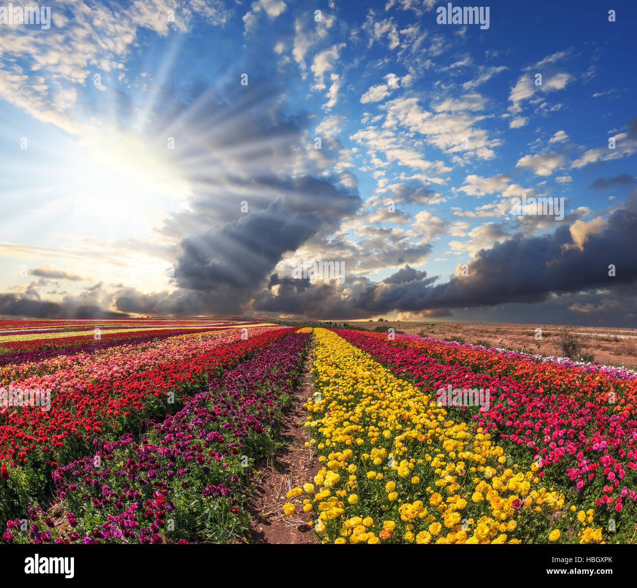 The bright colors - red, yellow and pink Stock Photo - Alamy